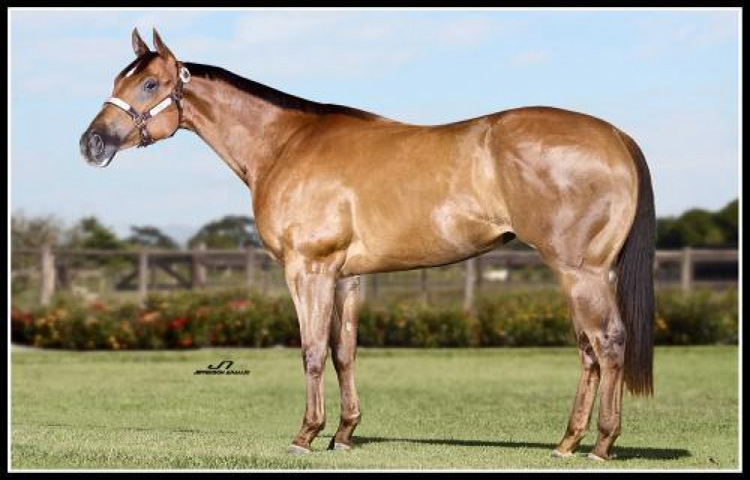 Colina Real » KLICKER